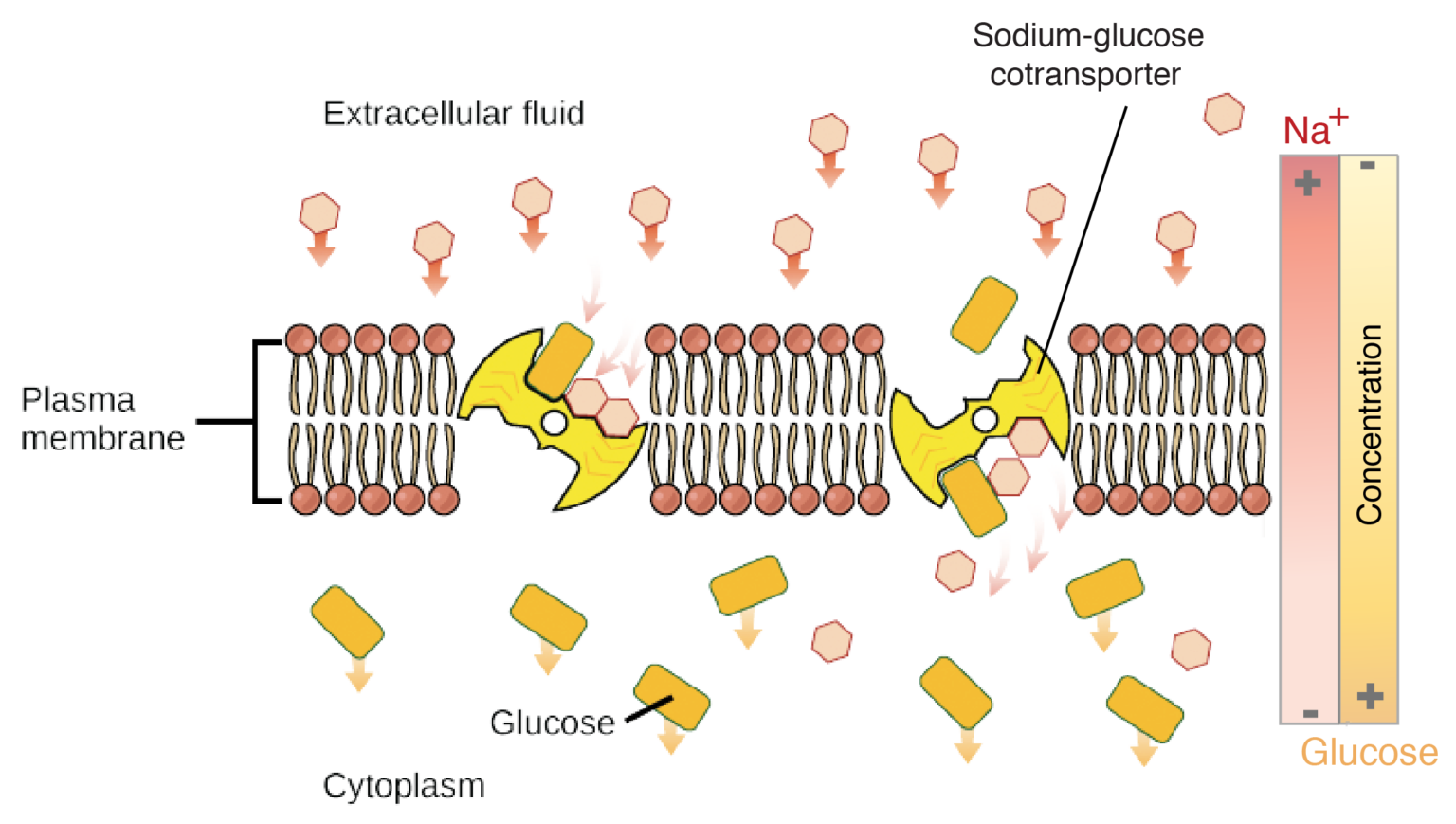 Cellular Energy: Sodium Potassium Pump Powers Active Transport