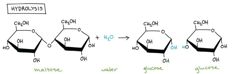 Chemical Transformations: Hydrolysis Vs. Dehydration