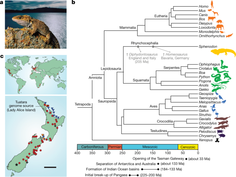 Unlikely Connections: Lizards In Evolutionary Tree - ANSWERS